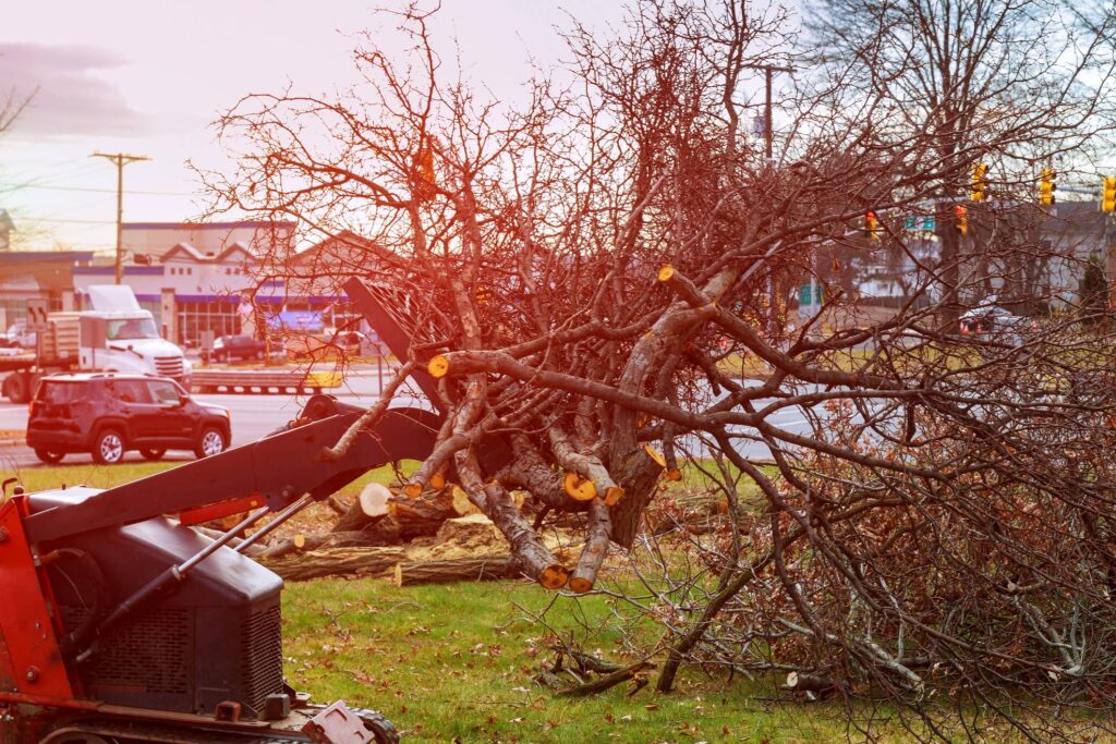 Tree Removal Guide | Horhut Tree Experts