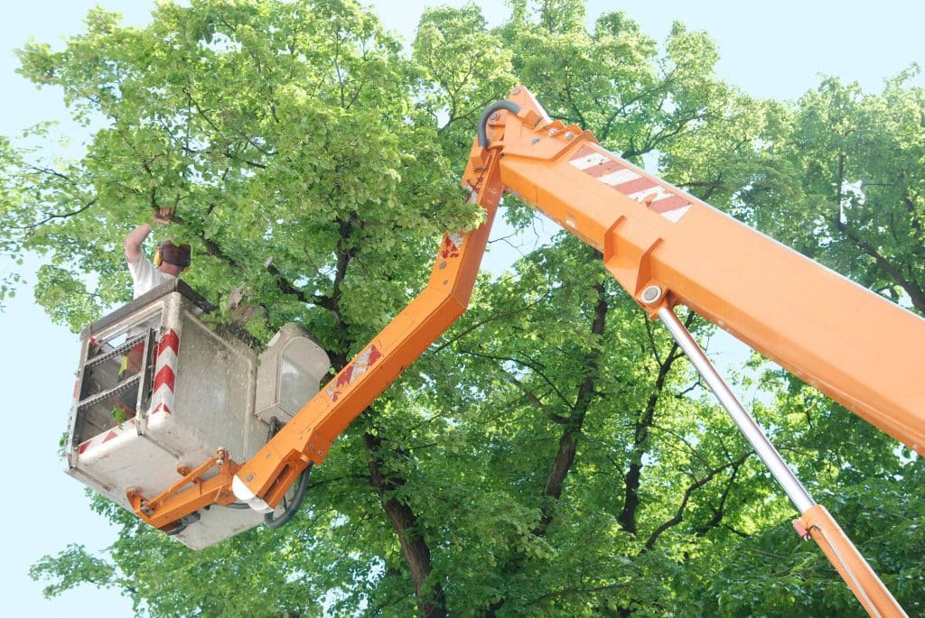 Climate Change & Its Impact On Trees | Horhut Tree Experts