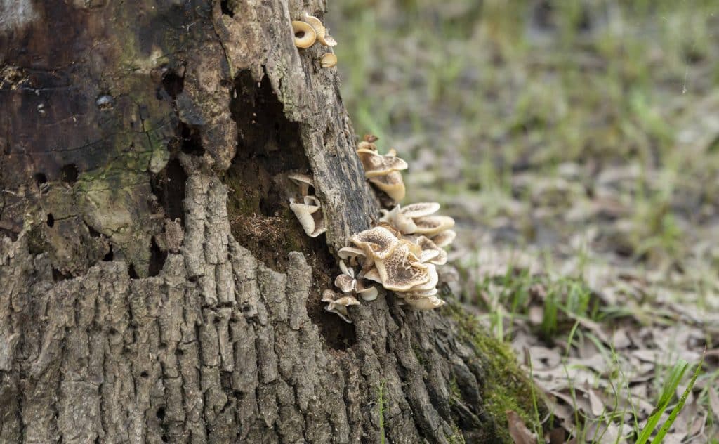 Spotting A Dangerous Tree - Horhut Tree Experts