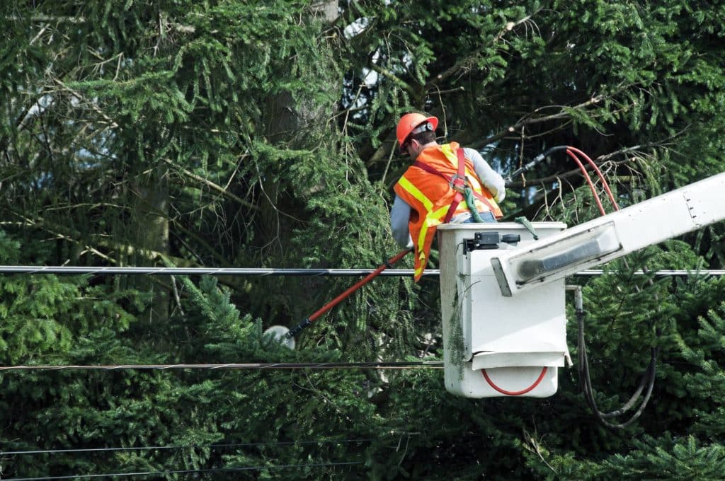 Planting Trees And Shrubs Near Power Lines - Horhut Tree Experts